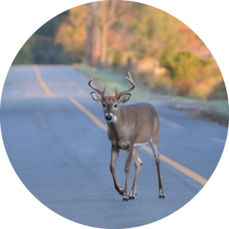 Safe Driving Tips for Deer Season | Merchants Insurance Group